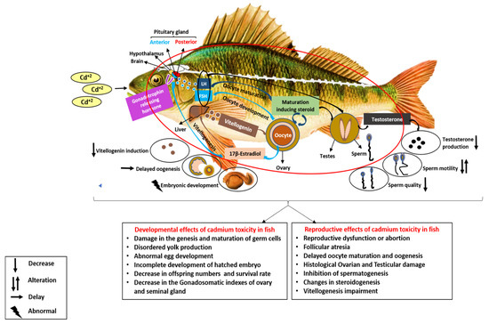 Cadmium as an Endocrine Disruptor That Hinders the Reproductive and ...
