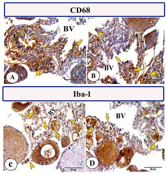 Immune Cell Profiling in the Ovarian Stroma of a Viviparous Fish during ...
