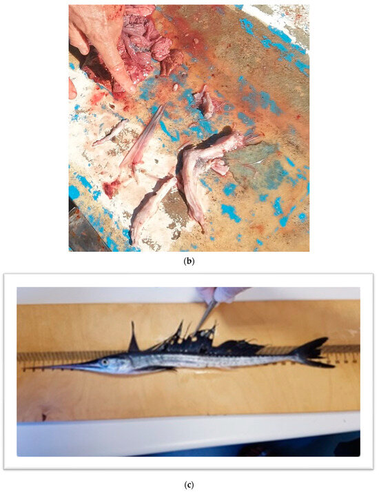 Consumption of Post-Larval Swordfish (Xiphias gladius) by Dolphinfish ...