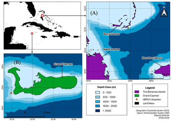 Depth Range Extension for the Misty Grouper Hyporthodus mystacinus Documented via Deep-Sea ...