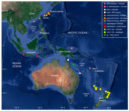 Dichichthyidae, a New Family of Deepwater Sharks (Carcharhiniformes ...