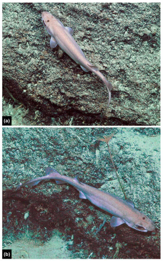 Dichichthyidae, a New Family of Deepwater Sharks (Carcharhiniformes ...