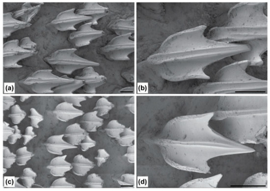 Dichichthyidae, a New Family of Deepwater Sharks (Carcharhiniformes ...