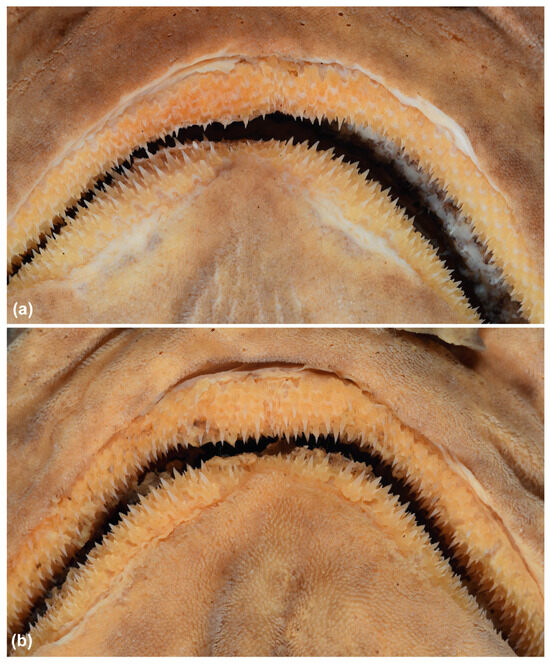 Dichichthyidae, a New Family of Deepwater Sharks (Carcharhiniformes ...