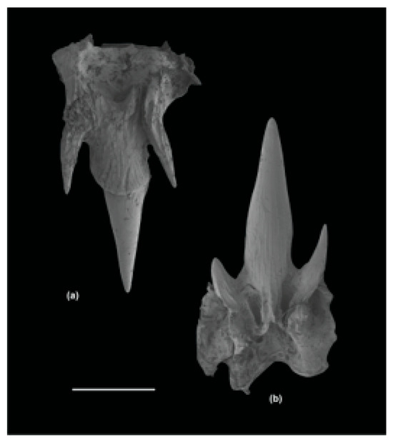 Dichichthyidae, a New Family of Deepwater Sharks (Carcharhiniformes ...