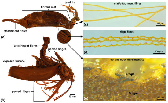 Dichichthyidae, a New Family of Deepwater Sharks (Carcharhiniformes ...