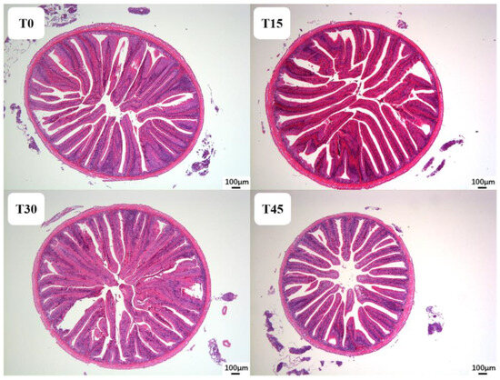 Effects of Dietary Fish Meal Replaced by Cottonseed Protein Concentrate ...