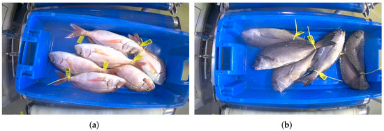 Enhancing Fish Auction with Deep Learning and Computer Vision ...