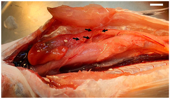 Health Insights from Nematode Larval Characterization in Greater ...