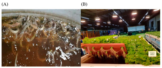 Enhancing Indoor Culture of Weather Loach (Misgurnus anguillicaudatus ...