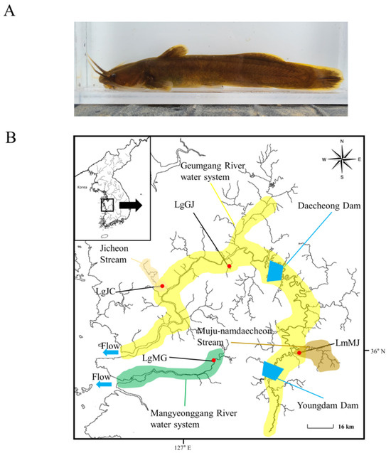 Population Structure Using Mitochondrial DNA for the Conservation of ...
