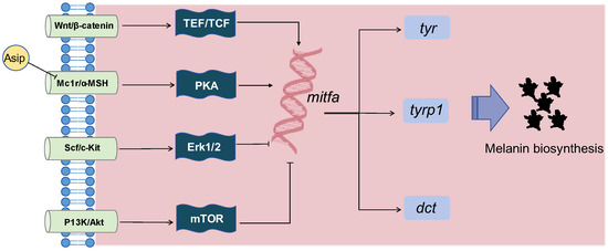 Harnessing Hue: Advances and Applications of Fish Skin Pigmentation ...