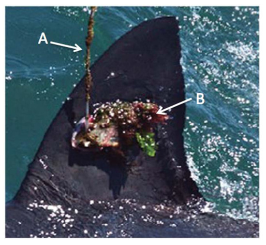 An Examination of the Effects of Dorsal Fin-Mounted SPOT on Carcharodon carcharias, the Great ...