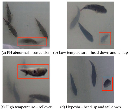 DDEYOLOv9: Network for Detecting and Counting Abnormal Fish Behaviors ...