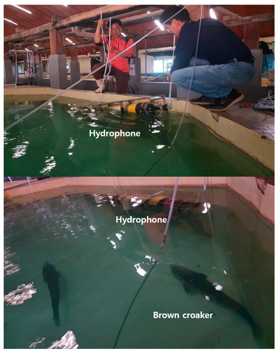 Acoustic Characteristics of Spawning Biological Sounds of Brown Croaker ...