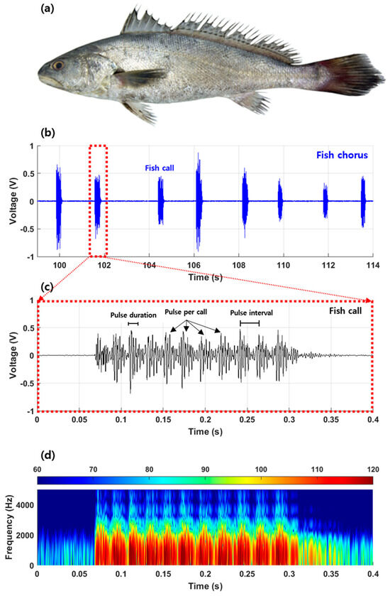 Acoustic Characteristics of Spawning Biological Sounds of Brown Croaker ...