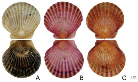 Fishes | Free Full-Text | Morphometric Analysis of Two Shell Color ...