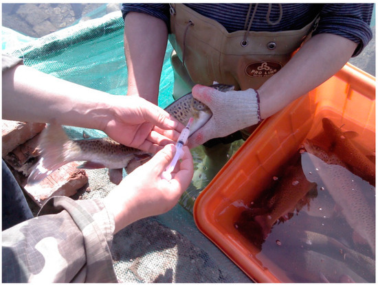 Effects of Exogenous Hormones on Spawning Performances, Serum ...