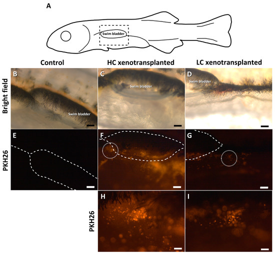 Xenotransplantation of European Eel (Anguilla anguilla) Spermatogonia ...