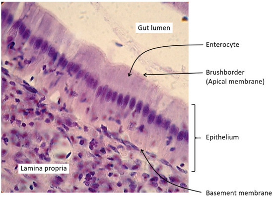 Digestion and Absorption of Dietary Phosphorus in Fish