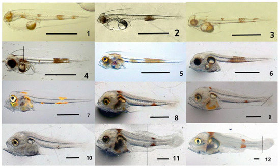 Early Growth and Developmental Characteristics of Chinese Bahaba ...