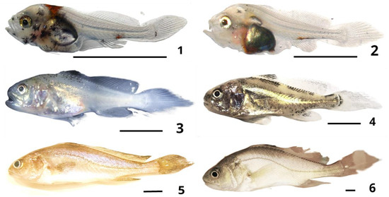 Early Growth and Developmental Characteristics of Chinese Bahaba ...