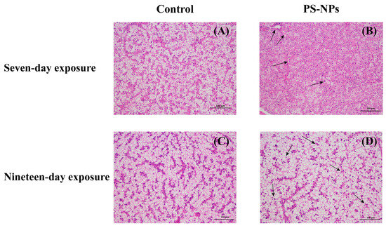 Investigating Polystyrene Nano-Plastic Effects on Largemouth Bass (Micropterus salmoides ...