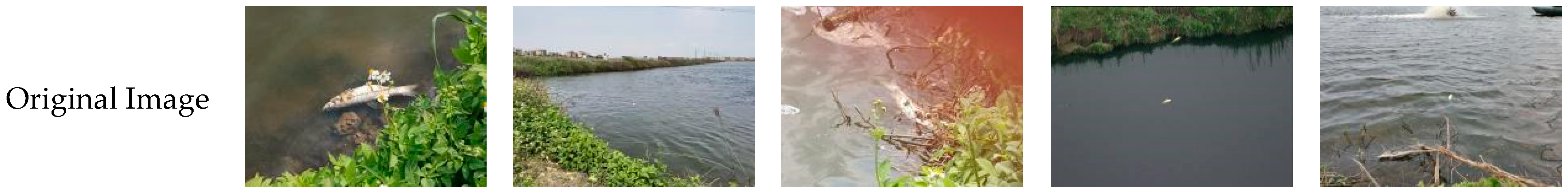 Dead Fish Detection Model Based on DD-IYOLOv8