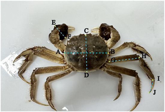 The Personality Traits and Interactive Behavior of Chinese Mitten Crab ...