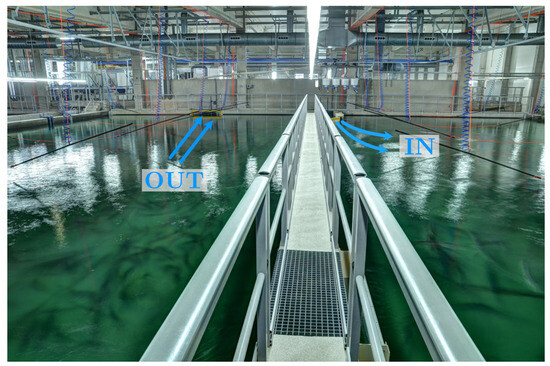 A Critical Assessment of the Process and Logic Behind Fish Production ...