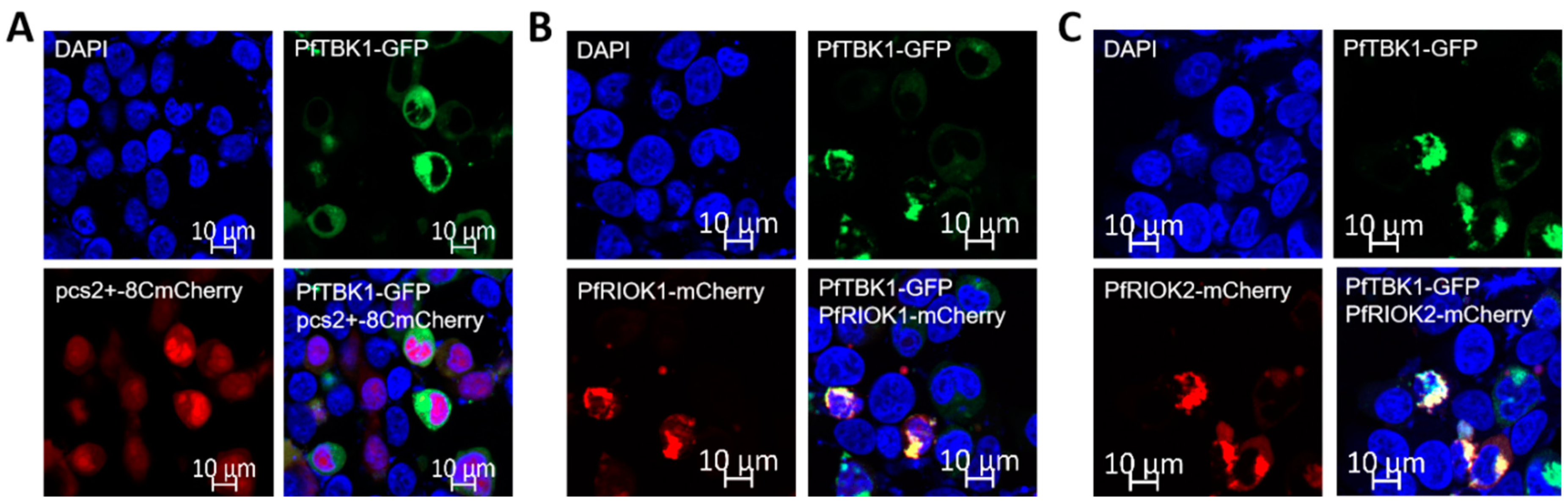 RIOK1/2 Negatively Regulates the Antiviral Response by Targeting TBK1 ...