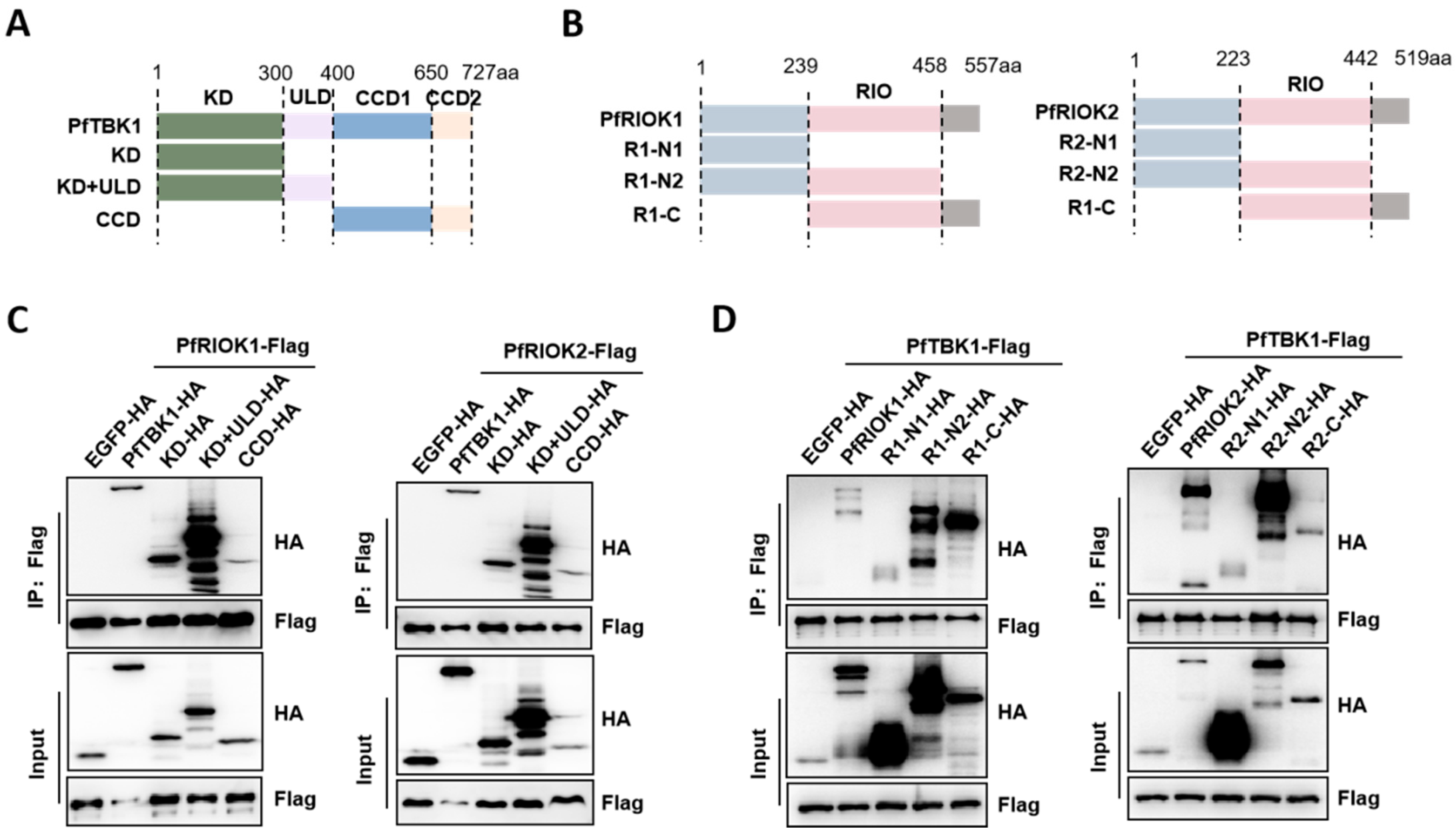 RIOK1/2 Negatively Regulates the Antiviral Response by Targeting TBK1 ...