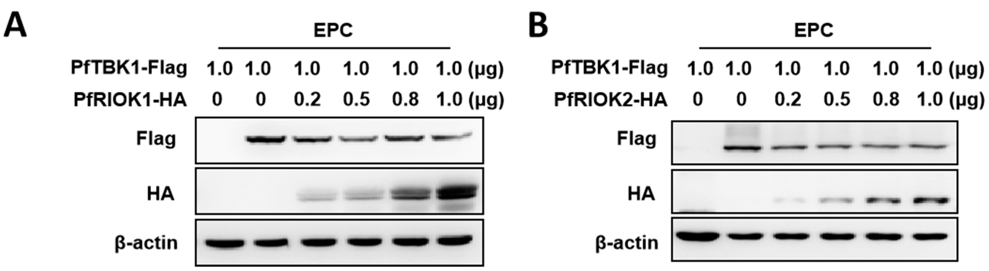 RIOK1/2 Negatively Regulates the Antiviral Response by Targeting TBK1 ...