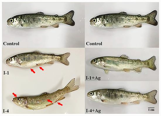 Study on the Role and Pathological and Immune Responses of Silver ...