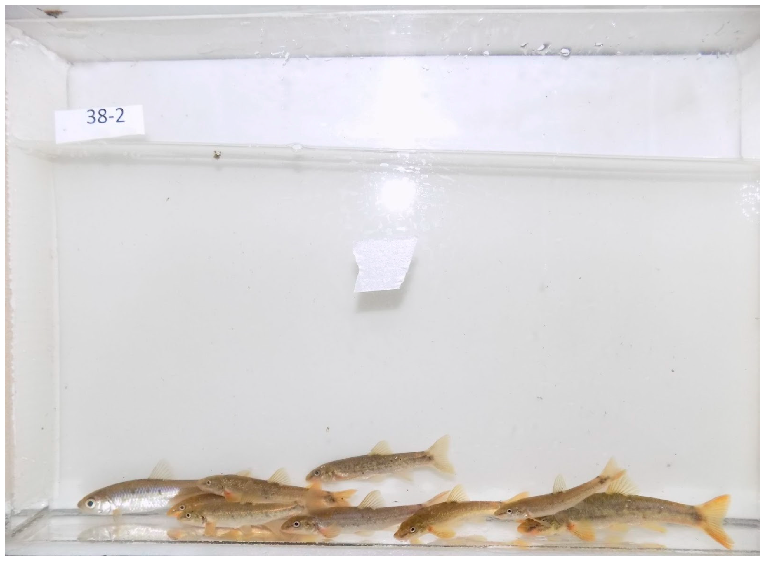 Evaluating Batch Imaging as a Method for Non-Lethal Identification of ...