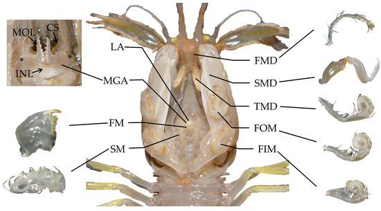 Morphology and Histology of the Digestive System of Japanese Mantis ...
