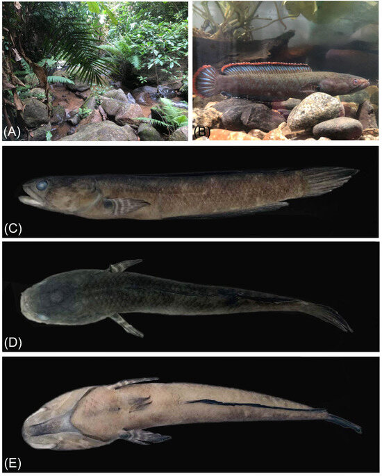 Unified Morphological and Genetic Analyses Confirm the Existence of the ...