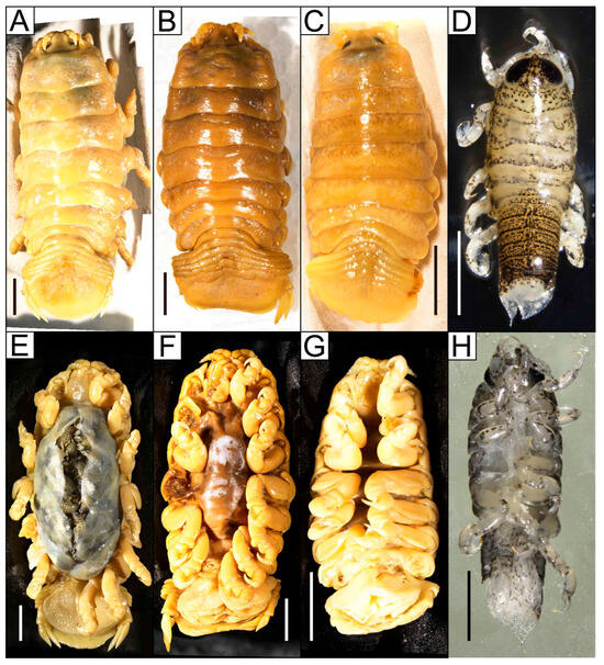 Ceratothoa arimae (Isopoda: Cymothoidae) Infesting Buccal Cavity of ...