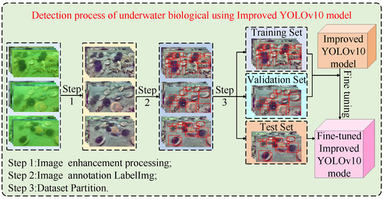 UM-YOLOv10: Underwater Object Detection Algorithm for Marine Environment Based on YOLOv10 Model