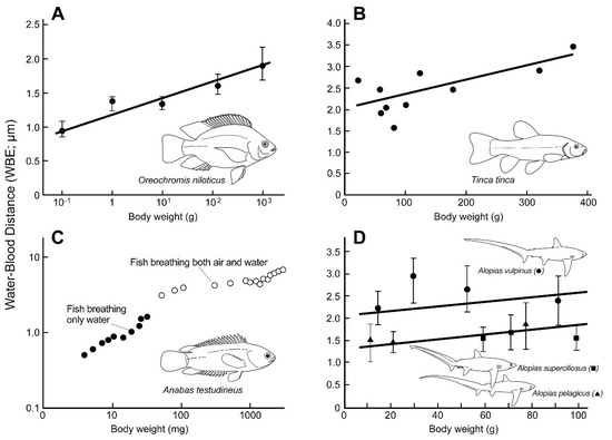 Fick’s Diffusion Laws and Scaling of the Gill Surface Area and Oxygen ...