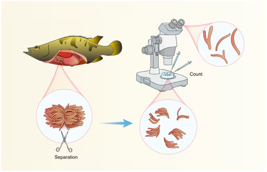 Pyloric Caeca Number as a Growth-Associated Trait Provides a New ...