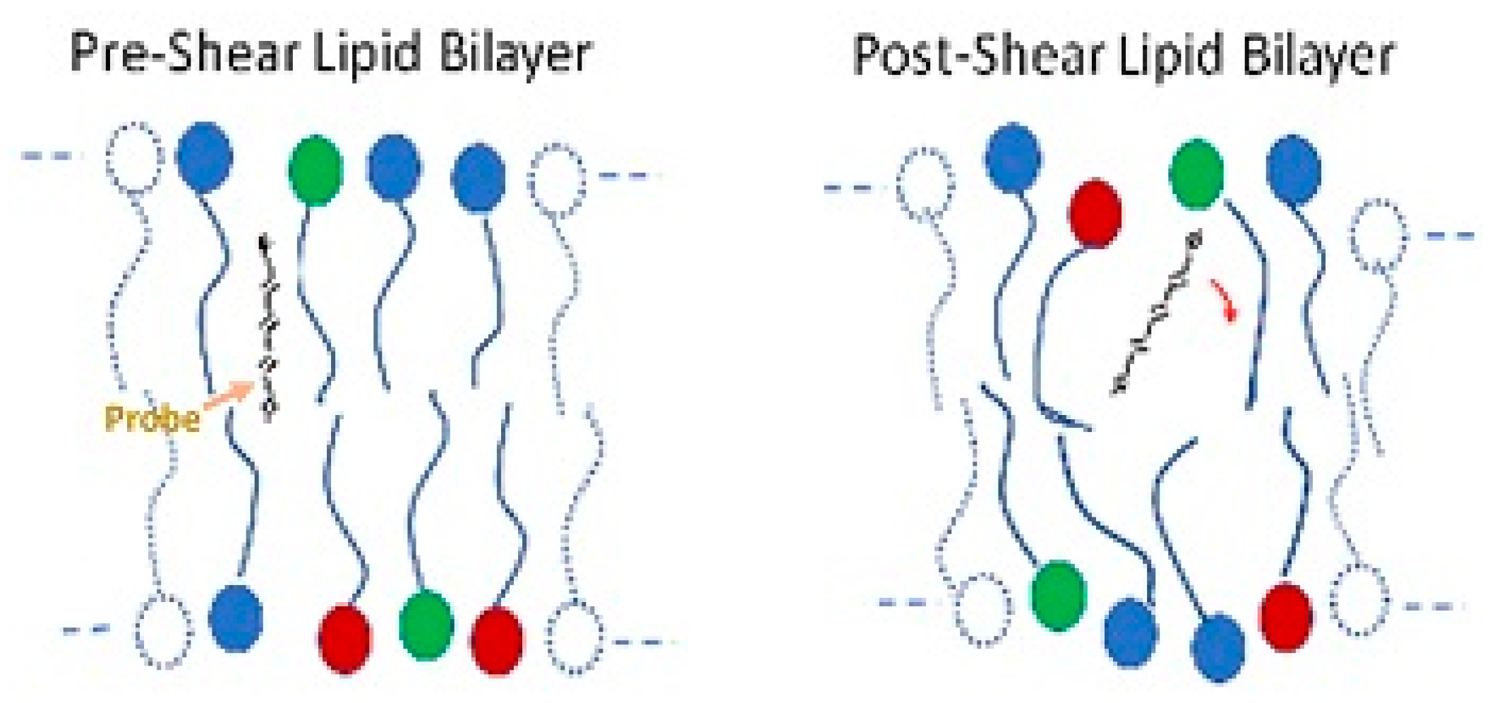 Sublethal Damage to Erythrocytes during Blood Flow