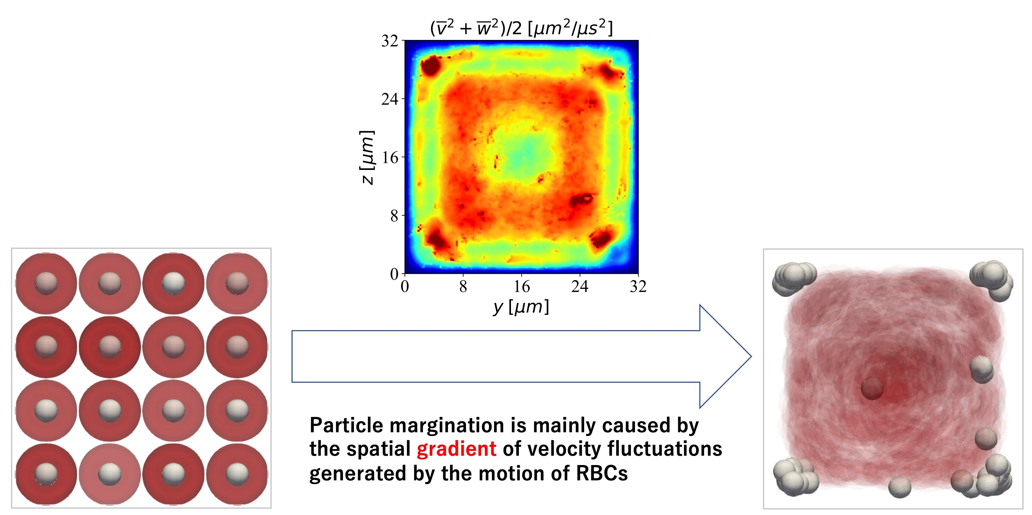 Fluids | Free Full-Text | Numerical Study of Particle Margination in a ...