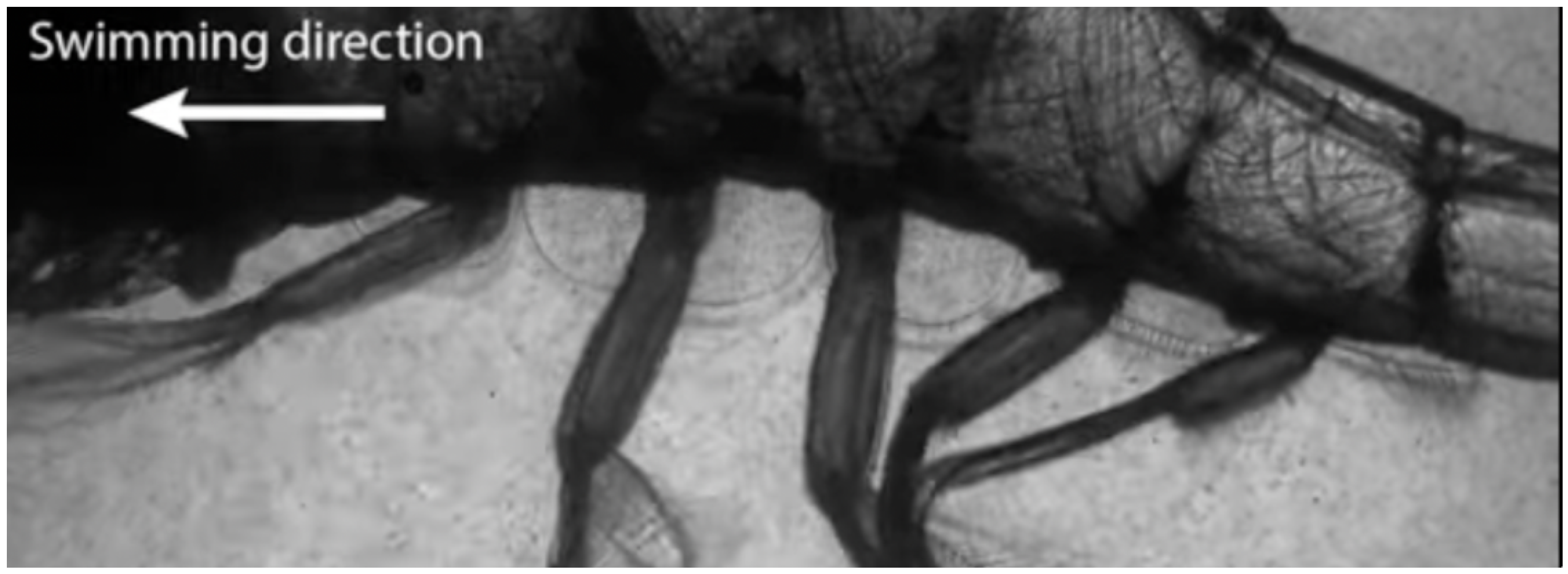Impact of Crustacean Morphology on Metachronal Propulsion: A Numerical ...