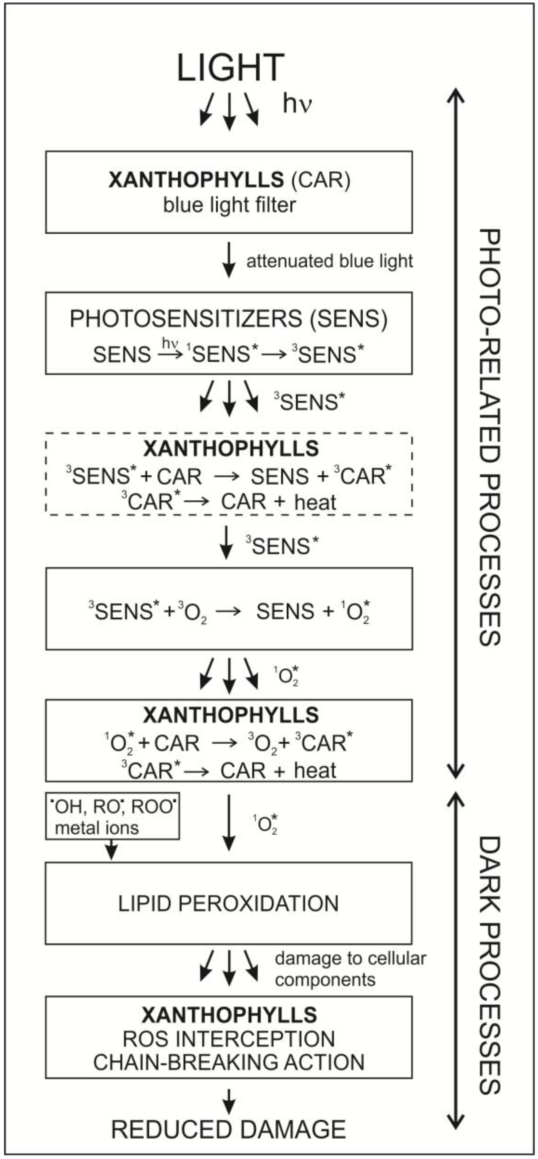 Can Xanthophyll-Membrane Interactions Explain Their Selective Presence ...