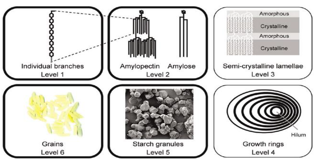 Recent Advances in Techniques for Starch Esters and the Applications: A ...