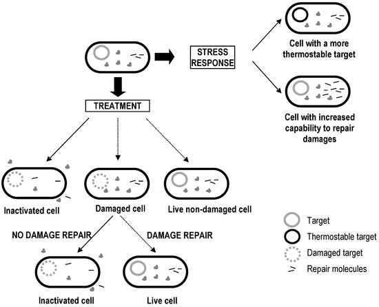 Physiology of the Inactivation of Vegetative Bacteria by Thermal ...