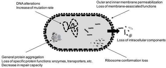 Physiology of the Inactivation of Vegetative Bacteria by Thermal ...