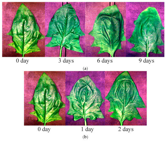 Identifying Freshness of Spinach Leaves Stored at Different ...