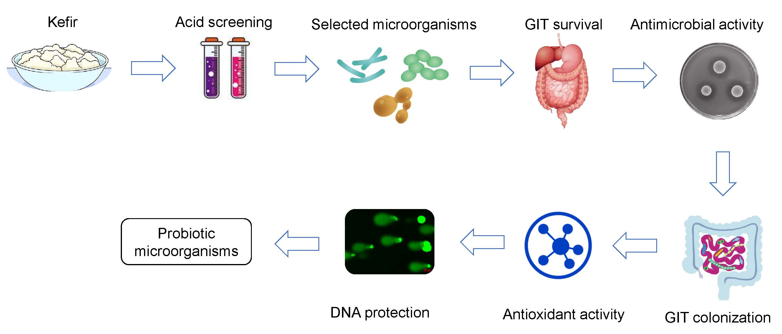 Foods | Free Full-Text | In Vitro Probiotic Properties and DNA Protection Activity of Yeast and ...
